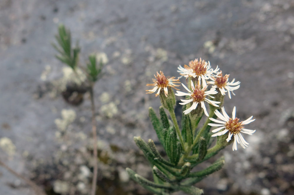 El páramo: un ecosistema raro y bonito - Animal de isla