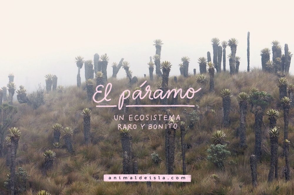 El páramo: un ecosistema raro y bonito - Animal de isla