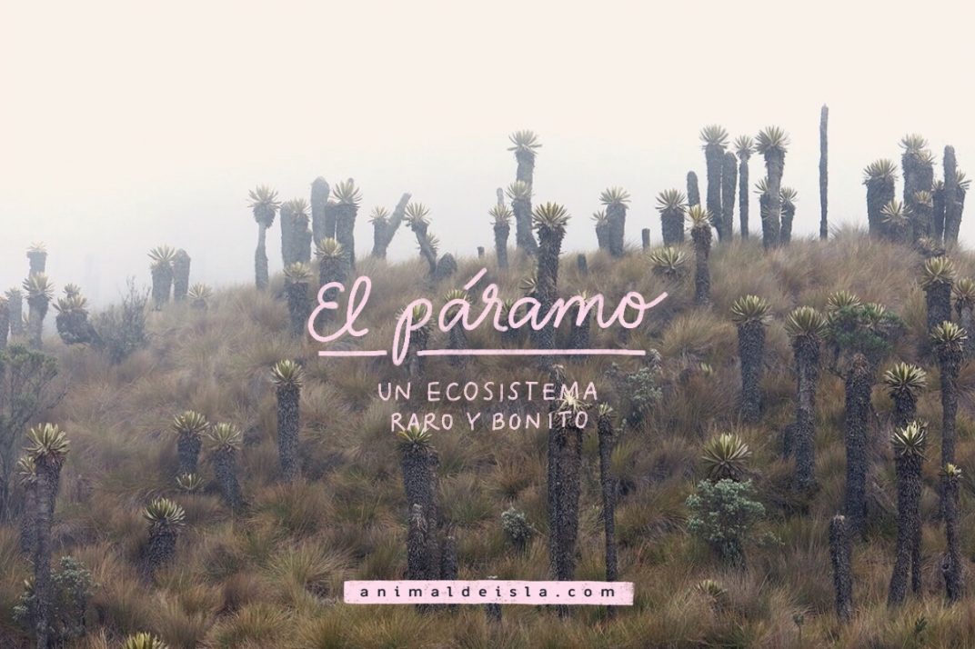 El páramo: un ecosistema raro y bonito - Animal de isla